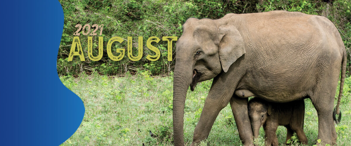 World Elephant Day | Mercantile Investments and Finance PLC